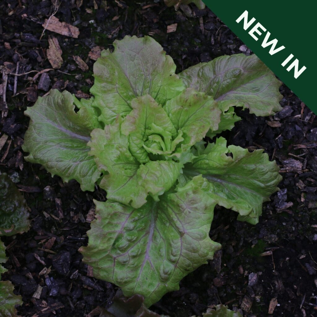 Lettuce Seeds - Premier Seeds Direct