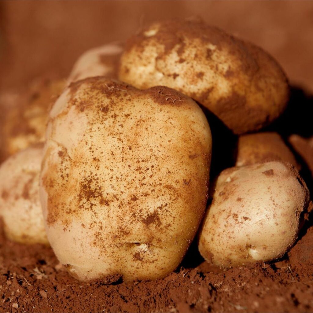 Seed Potatoes - Maris Piper - Premier Seeds Direct