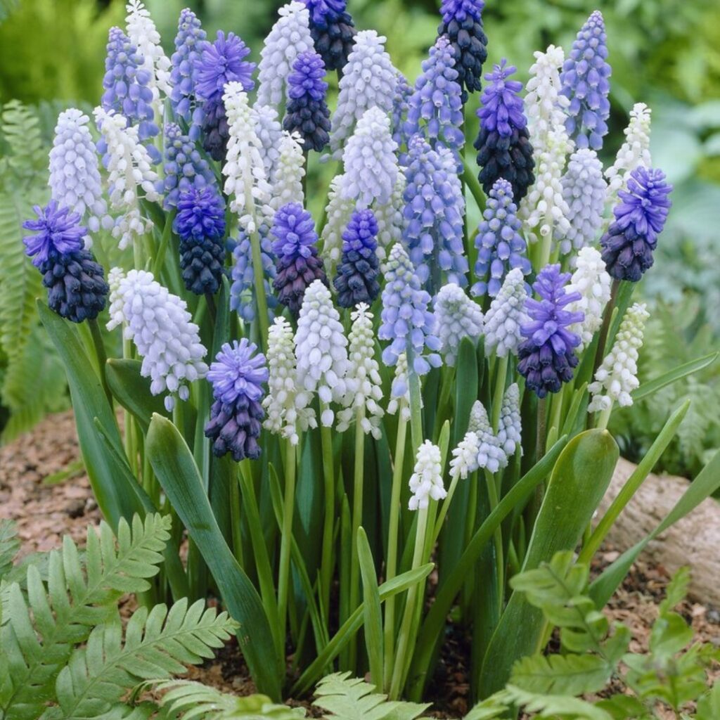 Muscari Mix - Premier Seeds Direct