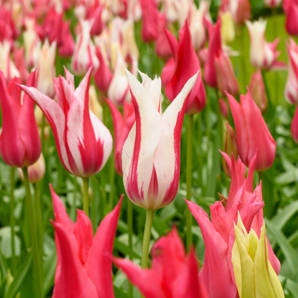 Tulip Neon Flash - Premier Seeds Direct