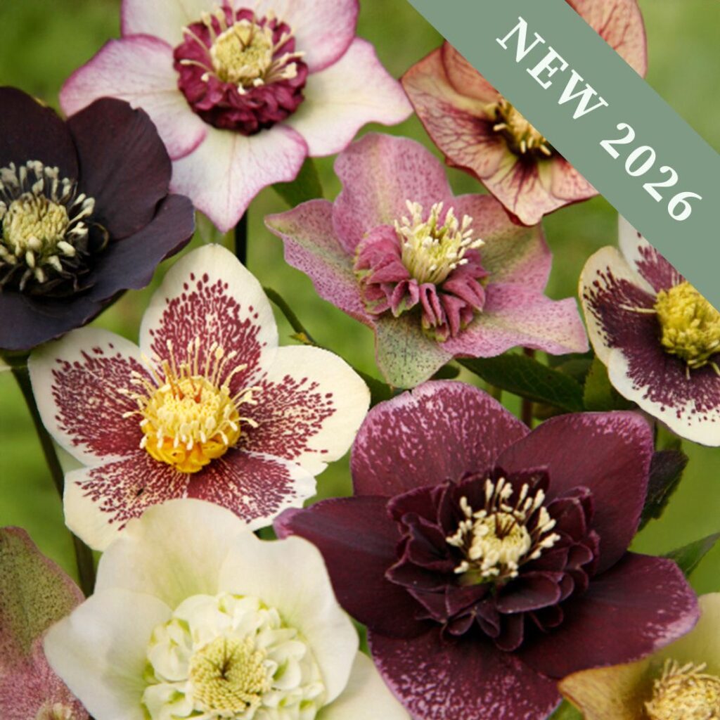 Helleborus orientalis 'Mixed' - Premier Seeds Direct
