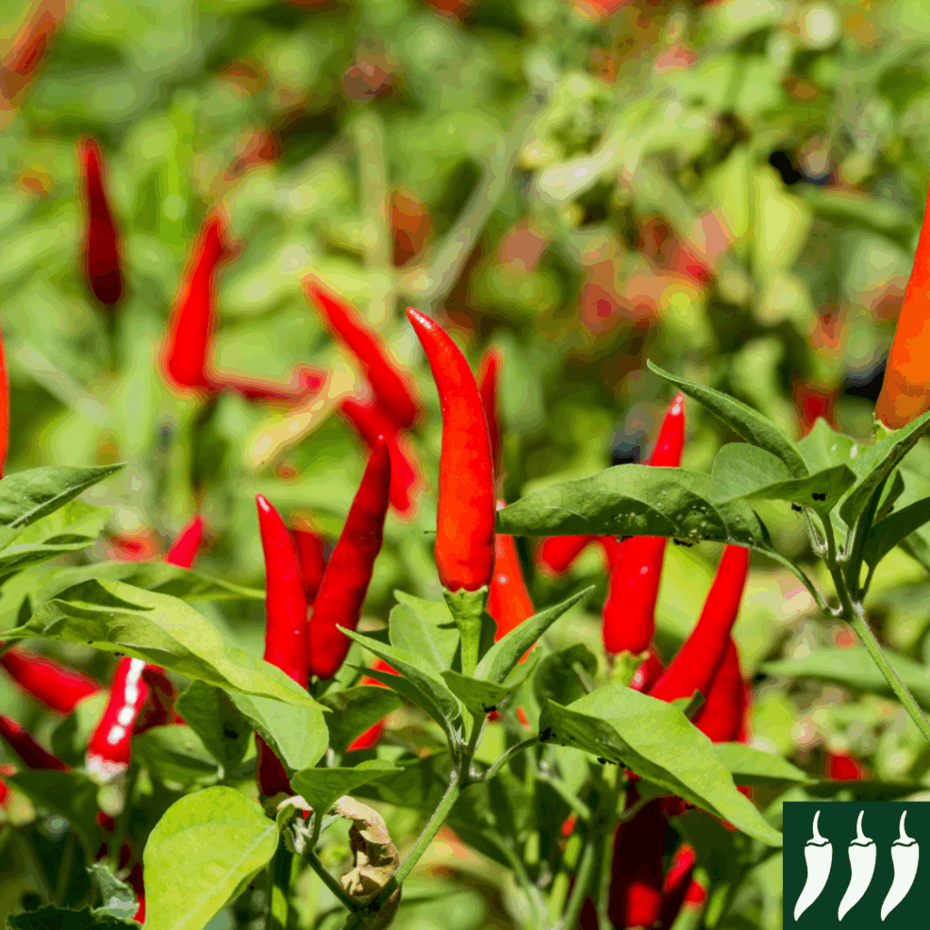 Hot Chilli Pepper 'Bird Eye Demon' - Premier Seeds Direct